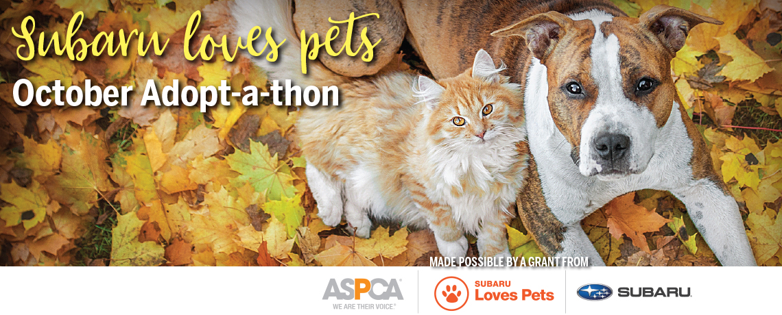 Aspca Dogs For Adoption